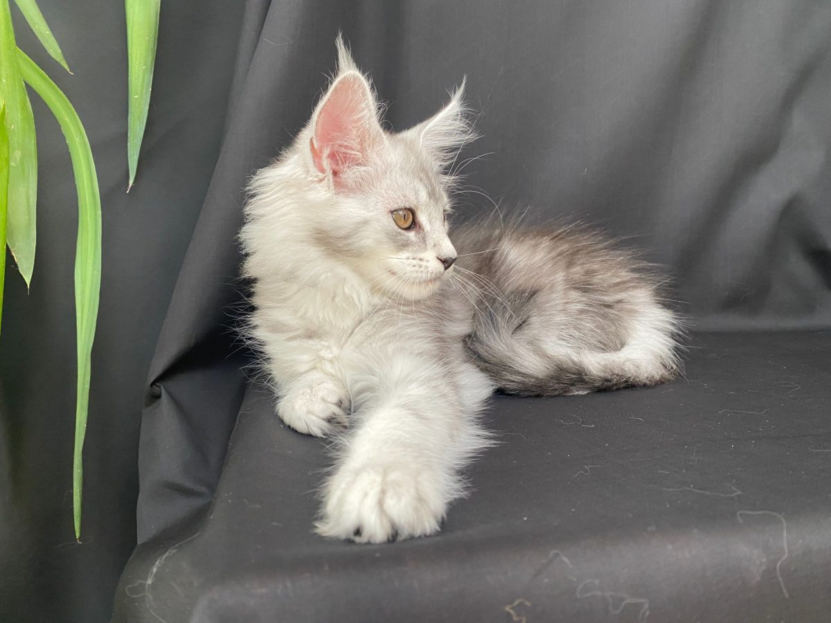 Rehoming Policy - Regal Pride